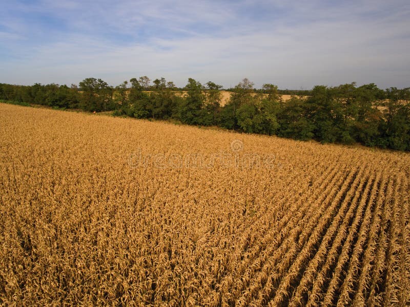 Yellow corn field. stock photo. Image of color, ripe - 76903298
