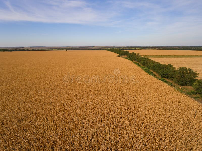 Yellow corn field. stock image. Image of plant, idyllic - 76903435