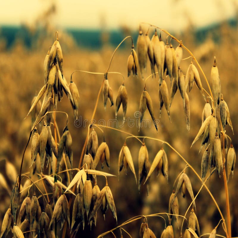 Yellow Corn Field stock photo. Image of fall, background - 61243746