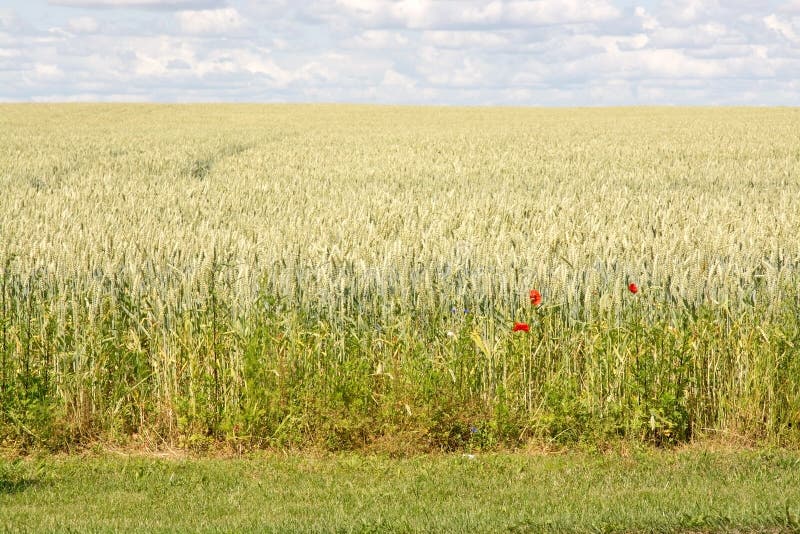 Yellow corn field stock image. Image of south, nature - 51181223