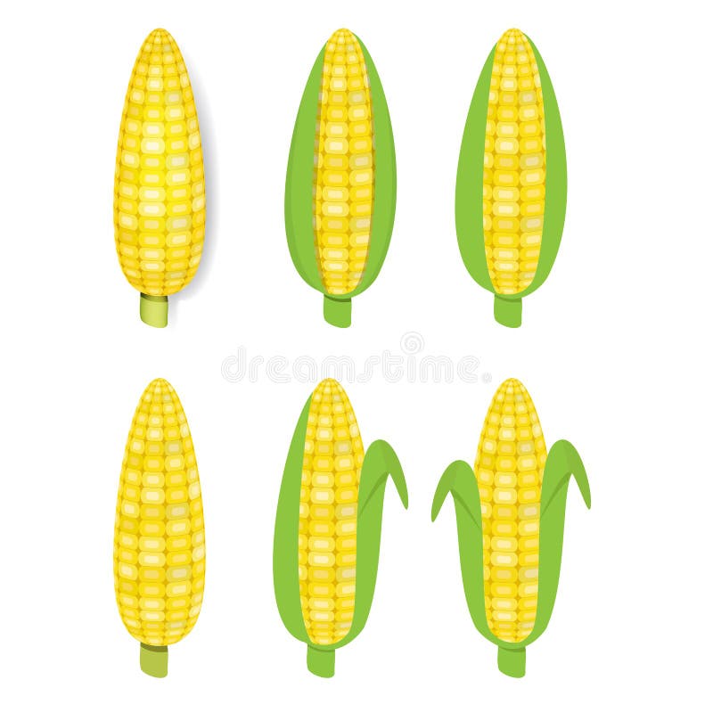 Yellow Corn in Flat and Realistic Style Stock Vector - Illustration of ...