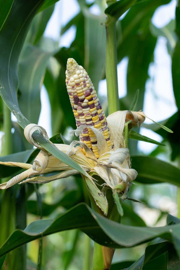 Yellow Corn in Green Leaves on a Farm Field Stock Photo - Image of ...