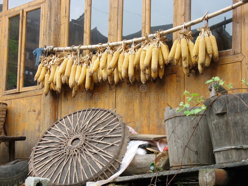 Yellow Corn Hanging on Chinese Traditional Yard Stock Photo - Image of ...