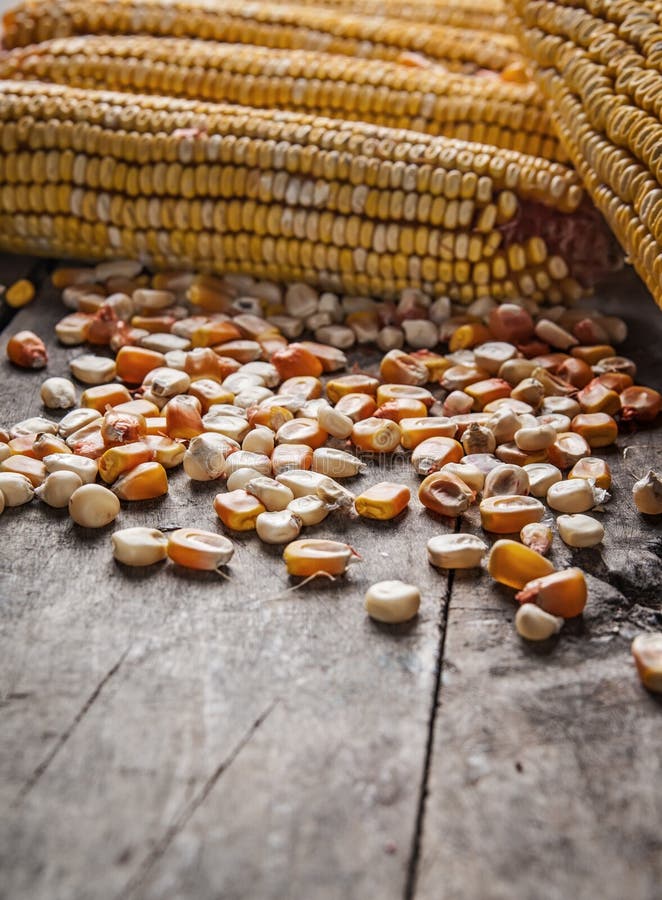 Fresh Decorative Indian Corn Stock Image - Image of corn, grain: 24707923