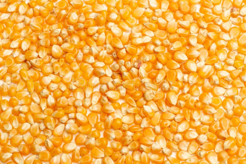 Yellow Corn Kernels in a Close Up View Stock Image - Image of organic ...