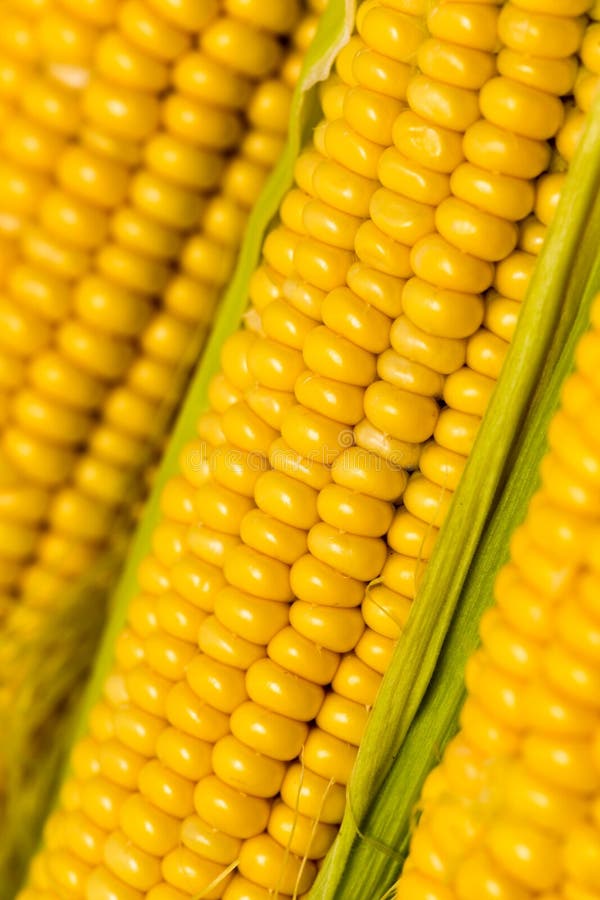 Yellow Corn Kernels in the Cob As a Background Stock Photo - Image of ...