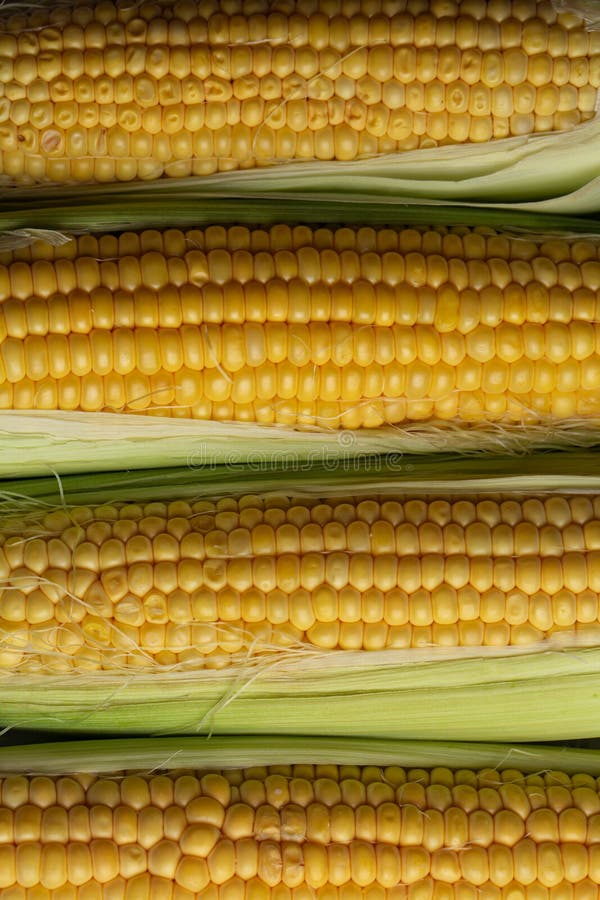 Yellow Corn with the Kernels, Cobs. Not Ideal, Shriveled Organic ...