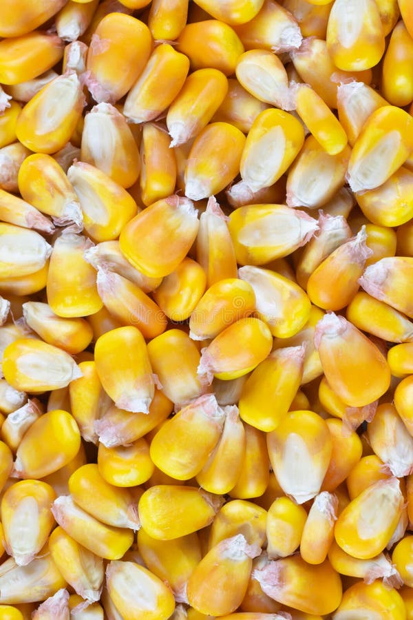 Yellow Corn Kernels with Visible Details. Background or Texture Stock ...