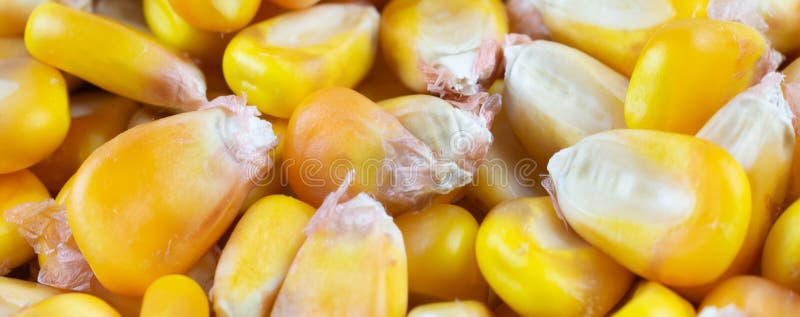 Yellow Corn Kernels with Visible Details. Background or Texture Stock ...