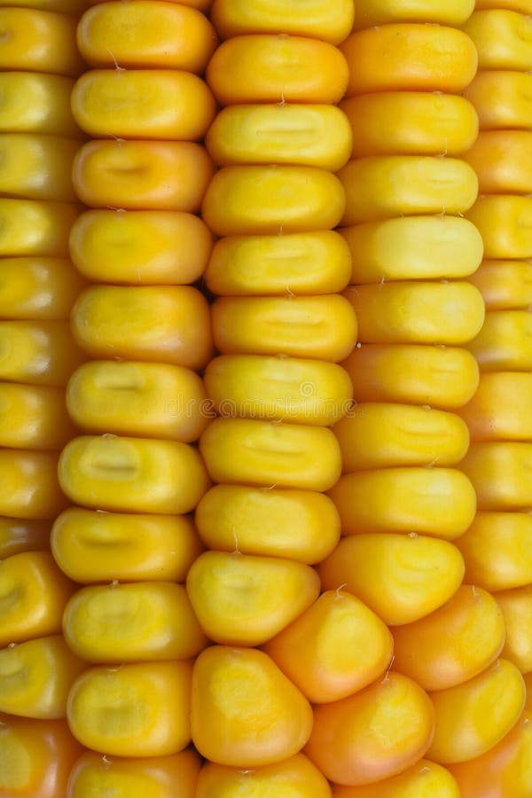 Yellow Corn Kernels with Visible Details. Background or Texture Stock ...