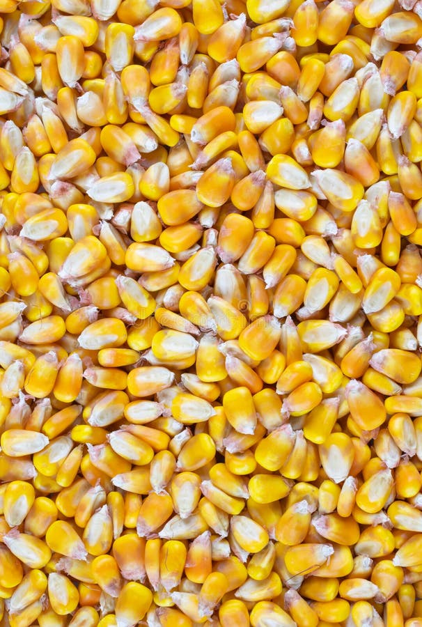 Yellow Corn Kernels with Visible Details. Background or Texture Stock ...