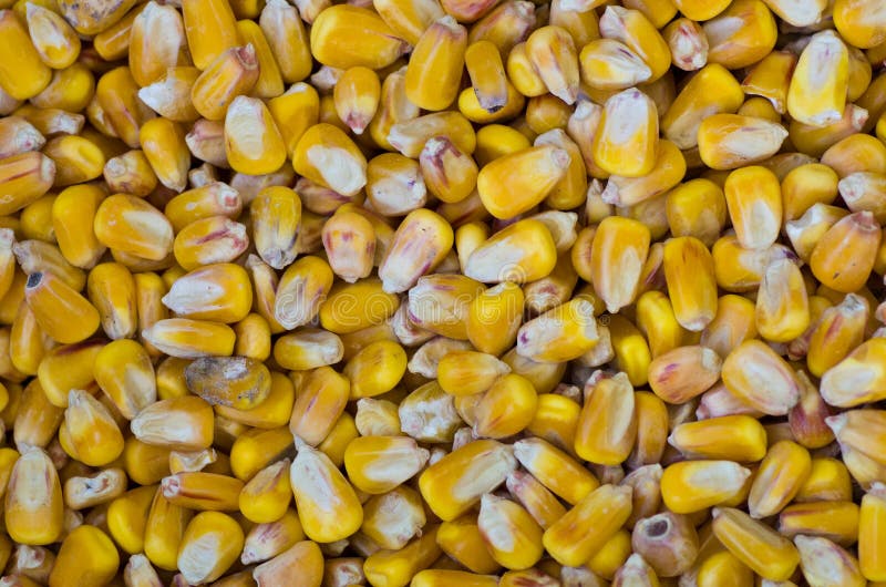 Maize kernels stock image. Image of grain, crop, dried - 20320199