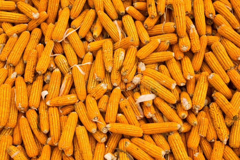 Yellow corn stock photo. Image of uncooked, plant, natural - 34000218