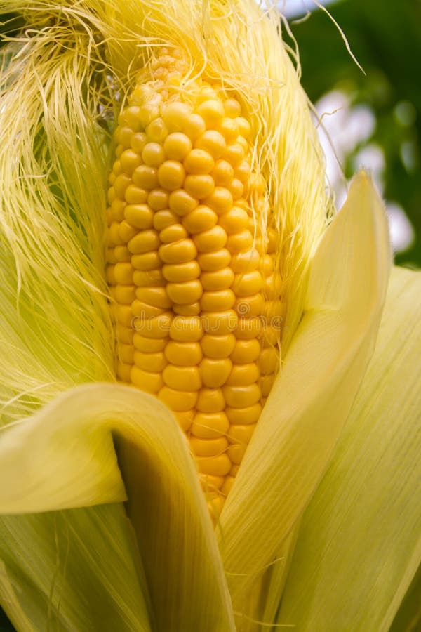 Yellow Corn Meal, Closeup Corn on the Stalk in the Corn Field, Organic ...