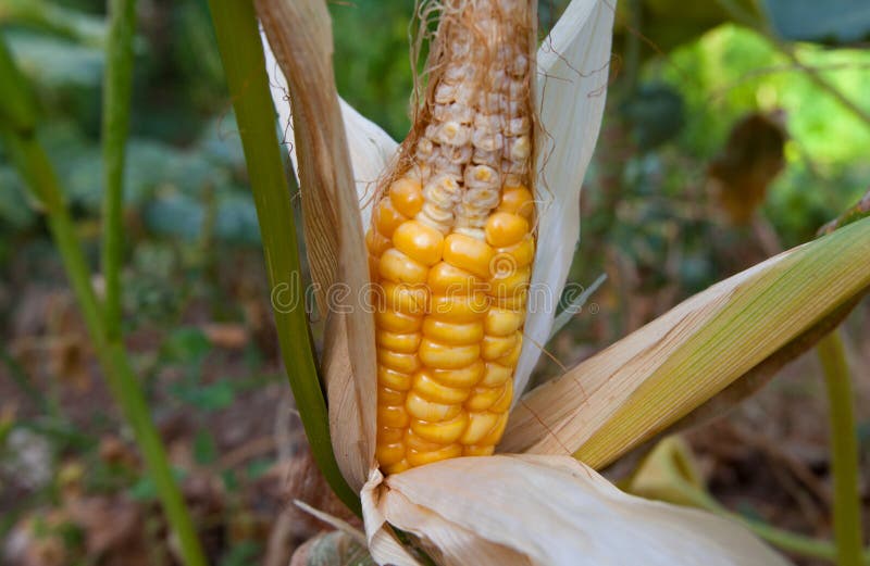 926 Popcorn Corn Stalk Stock Photos - Free & Royalty-Free Stock Photos ...