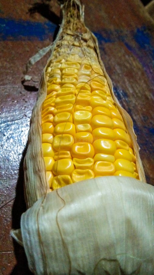 The Yellow Corn when Open the Skin Stock Image - Image of open, nature ...