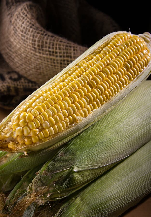 Yellow corn stock image. Image of summer, rural, nature - 33797787