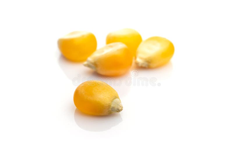 Yellow Corn Seed for Popcorn Isolated on White. Sweet Agriculture ...
