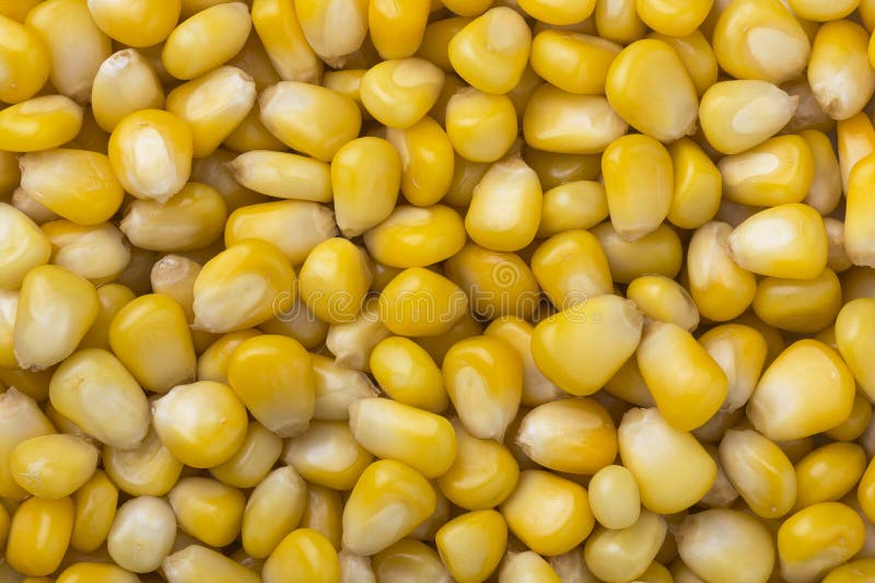 Yellow Corn Seed., Realistic Photo Image - Macro Stock Image - Image of ...