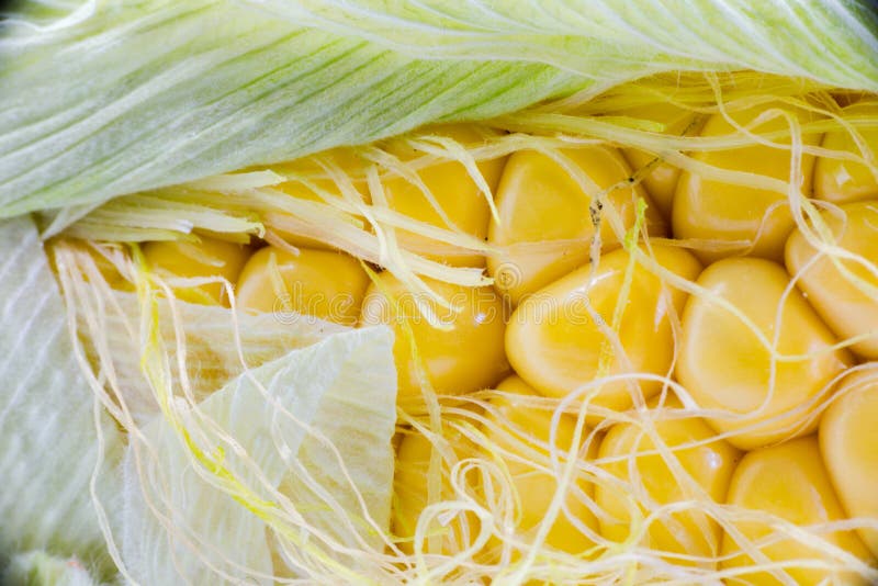 Yellow Corn Seeds on Colb Extreme Macro Stock Photo - Image of farm ...