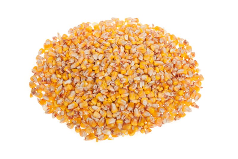 Yellow corn seeds, grains stock photo. Image of seeds - 249998438