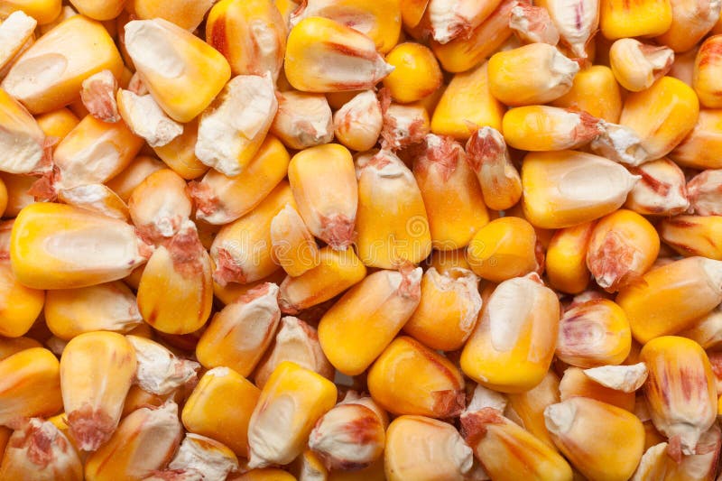 Yellow Corn Seeds, Grains. Background of Yellow Corn Grains Stock Photo ...