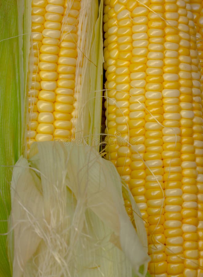 4,952 Corn Skin Stock Photos - Free & Royalty-Free Stock Photos from ...