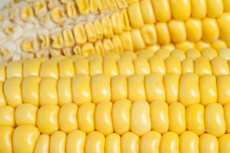 Yellow corn texture stock photo. Image of harvest, farm - 24398068