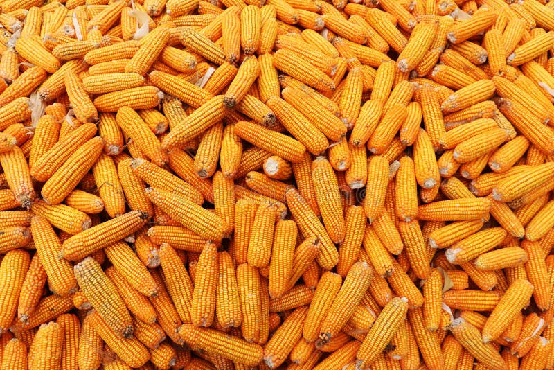 Yellow Corn Texture. Yellow Corns As Background Stock Photo - Image of ...