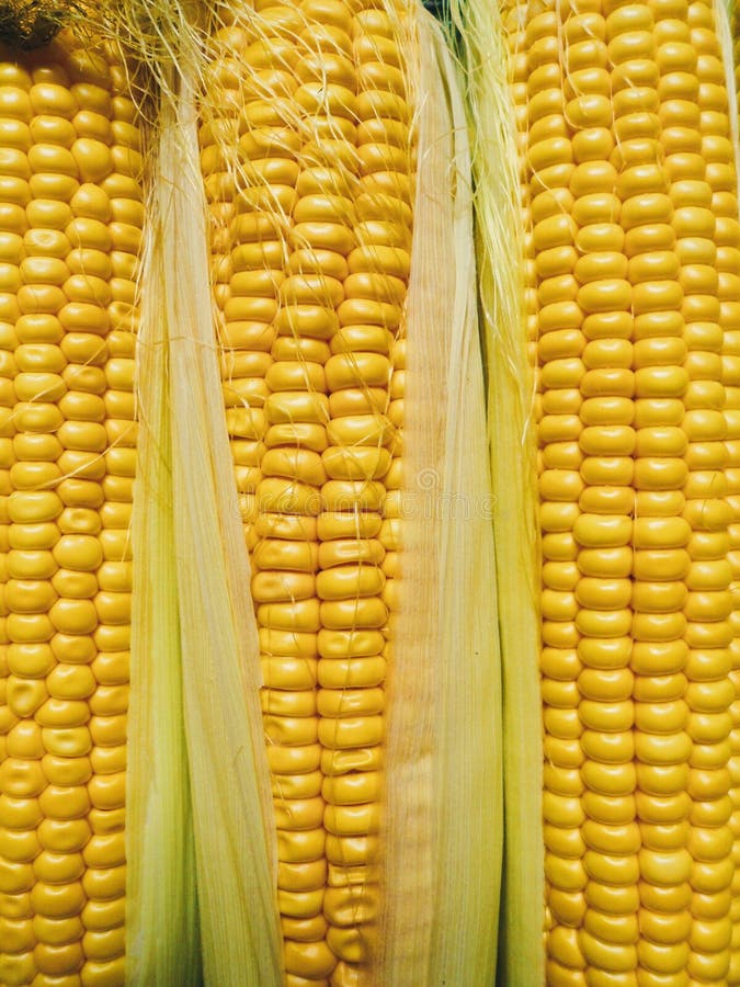 Yellow Corn Texture, Vegetables Stock Image - Image of corn, vegetable ...