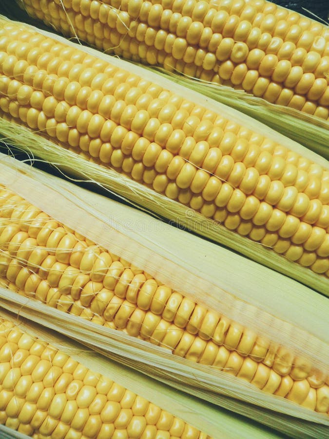 Yellow Corn Texture, Vegetables Stock Photo - Image of vegetables ...