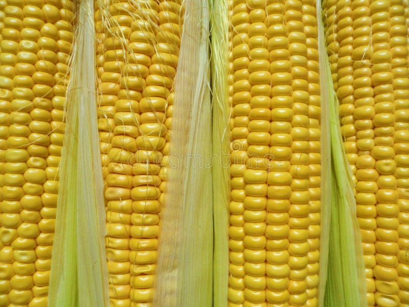 Yellow Corn Texture, Vegetables Stock Photo - Image of produce, fruit ...