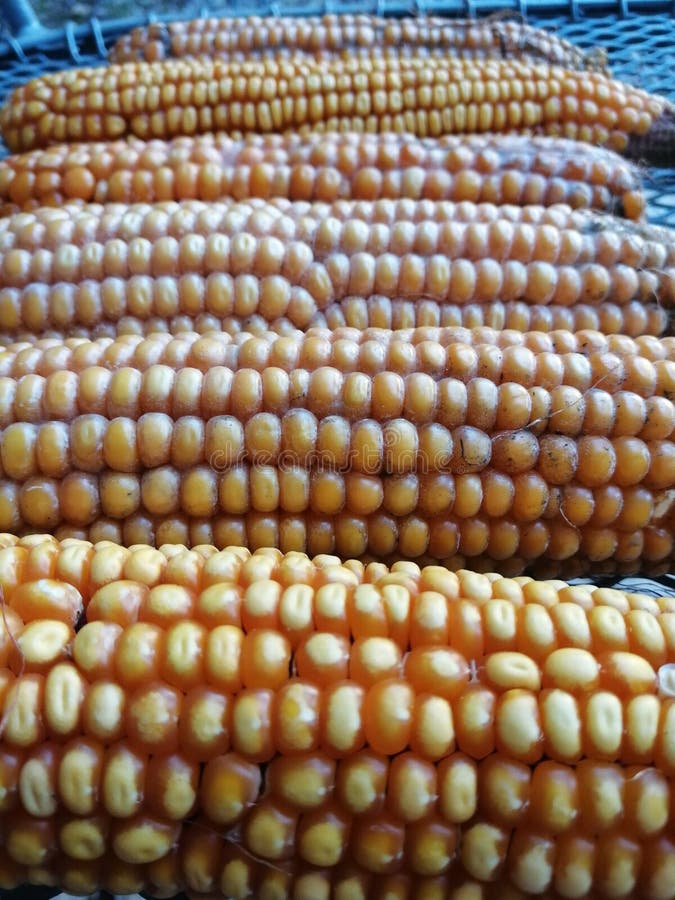 Yellow Corn Very Old To Make in a Fire Stock Image - Image of organic ...