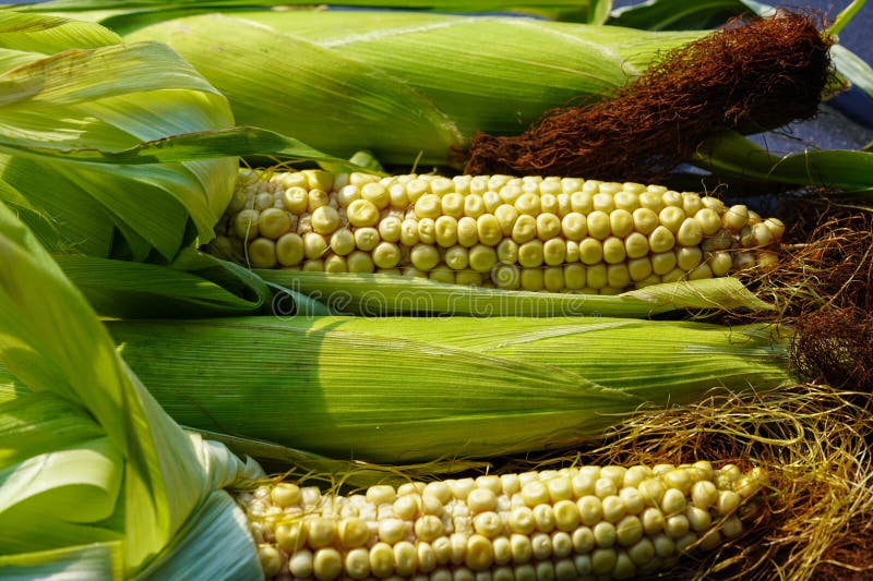 Corn Zea mays stock photo. Image of crispy, fresh, cultivated - 333012196
