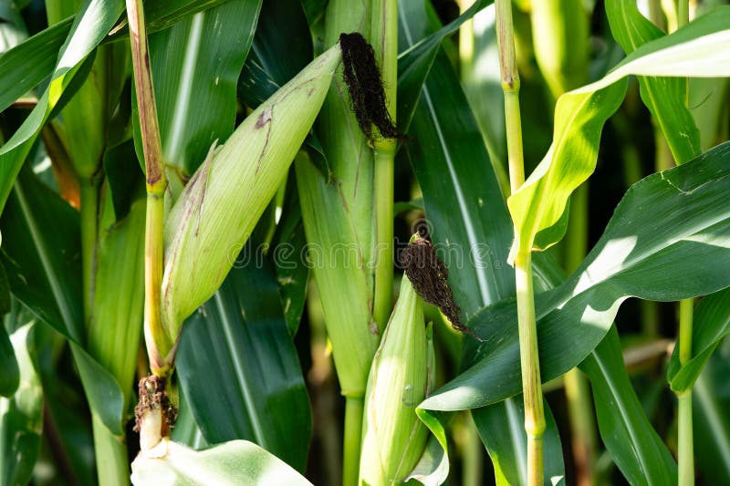 Corn Zea mays stock photo. Image of agriculture, fresh - 333012024