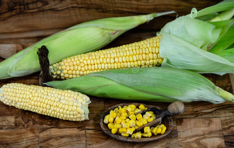Corn Zea mays stock photo. Image of farming, food, farm - 333012040