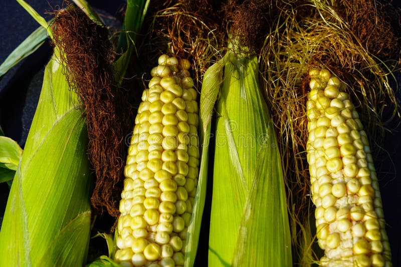 Corn Zea mays stock photo. Image of flour, fresh, green - 333012194