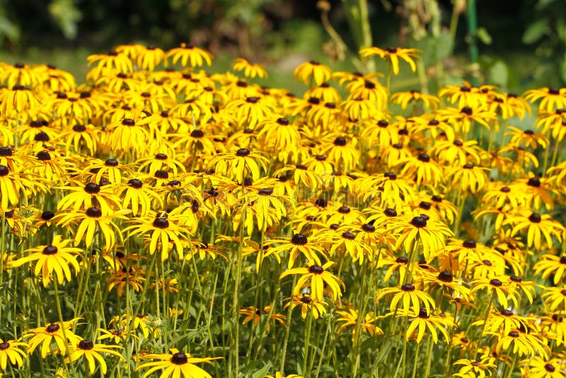Yellow Cornflower (Echinacea) Stock Photo - Image of field, camomile ...