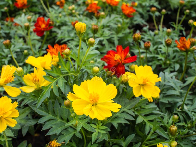 Yellow Cosmos Blooming stock image. Image of bright, asia - 87732891