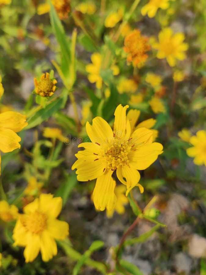 Yellow Cosmos Edible Mustard Species Stock Photos - Free & Royalty-Free ...