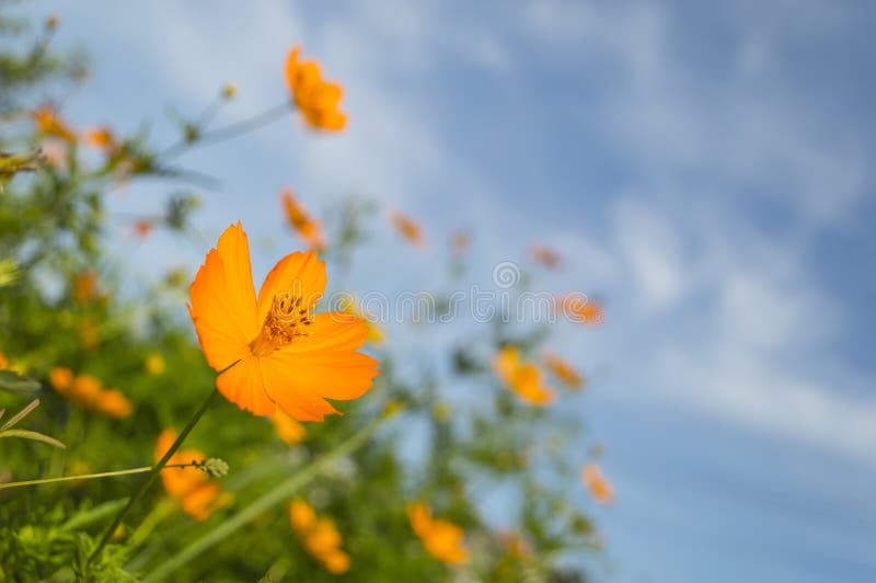 Yellow Cosmos Field with Blue Sky Stock Photo - Image of leaf, blossom ...