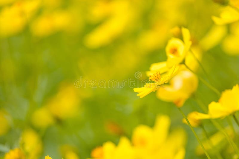 Yellow Cosmos Field in Japan Stock Photo - Image of autumn, bloom ...