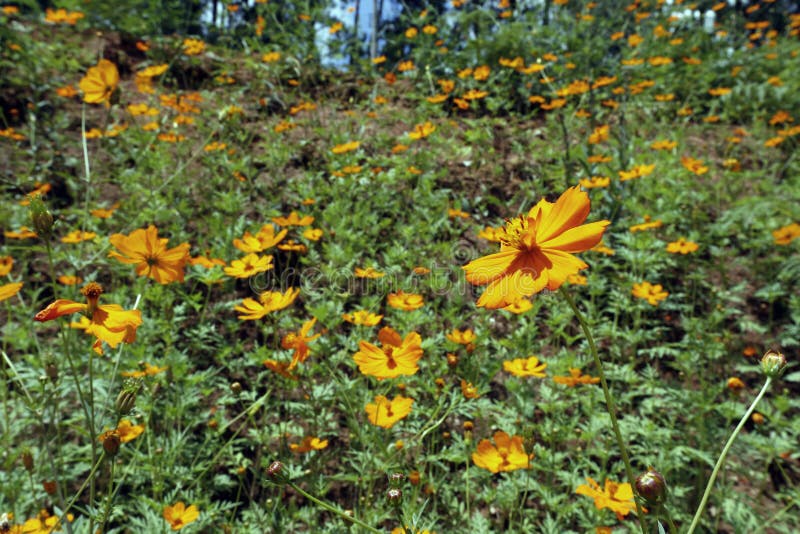 Yellow Cosmos Field by the Side of the Road Stock Photo - Image of ...