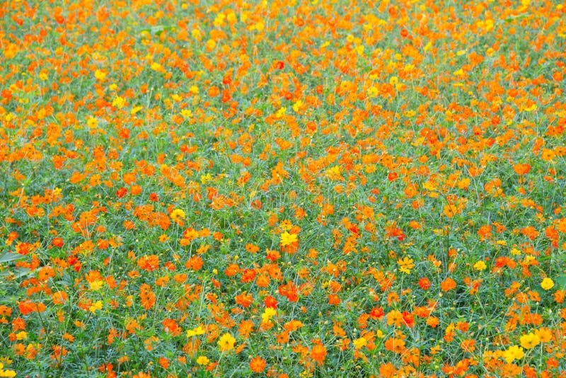 Yellow Cosmos Field stock photo. Image of kibanakosumosu - 44241178