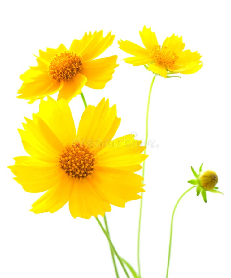 Yellow cosmos flower stock image. Image of vivid, beautiful - 19872637