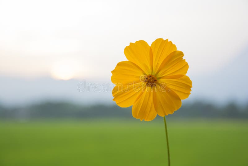 Yellow Cosmos flower stock image. Image of color, blossom - 77728547