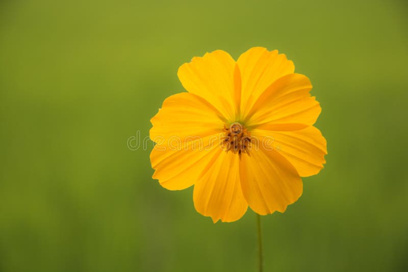 Yellow Cosmos flower stock photo. Image of bloom, color - 77729120