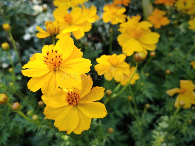 Yellow Cosmos Flower on a Background of Flower Field Stock Image ...