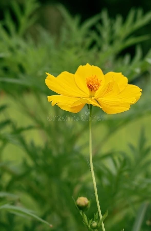Yellow cosmos flower stock photo. Image of leaf, bloom - 197703248