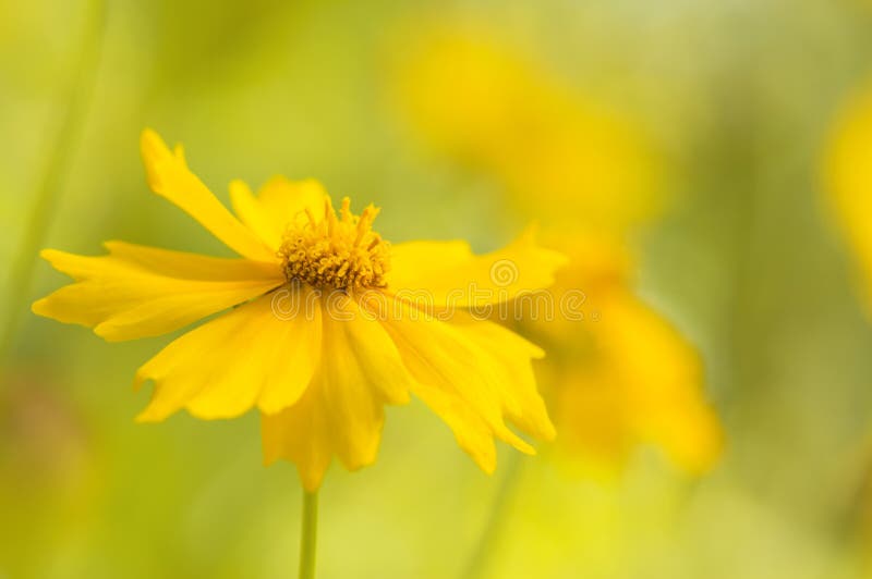 Yellow Cosmos Flower on a Beautiful Background,artistic Image. Soft ...